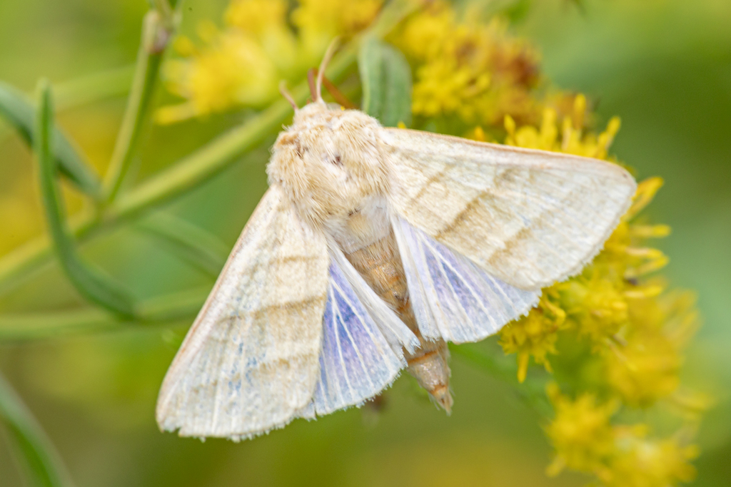 Tobacco Budworm Moth from Rockland, New York, United States on ...