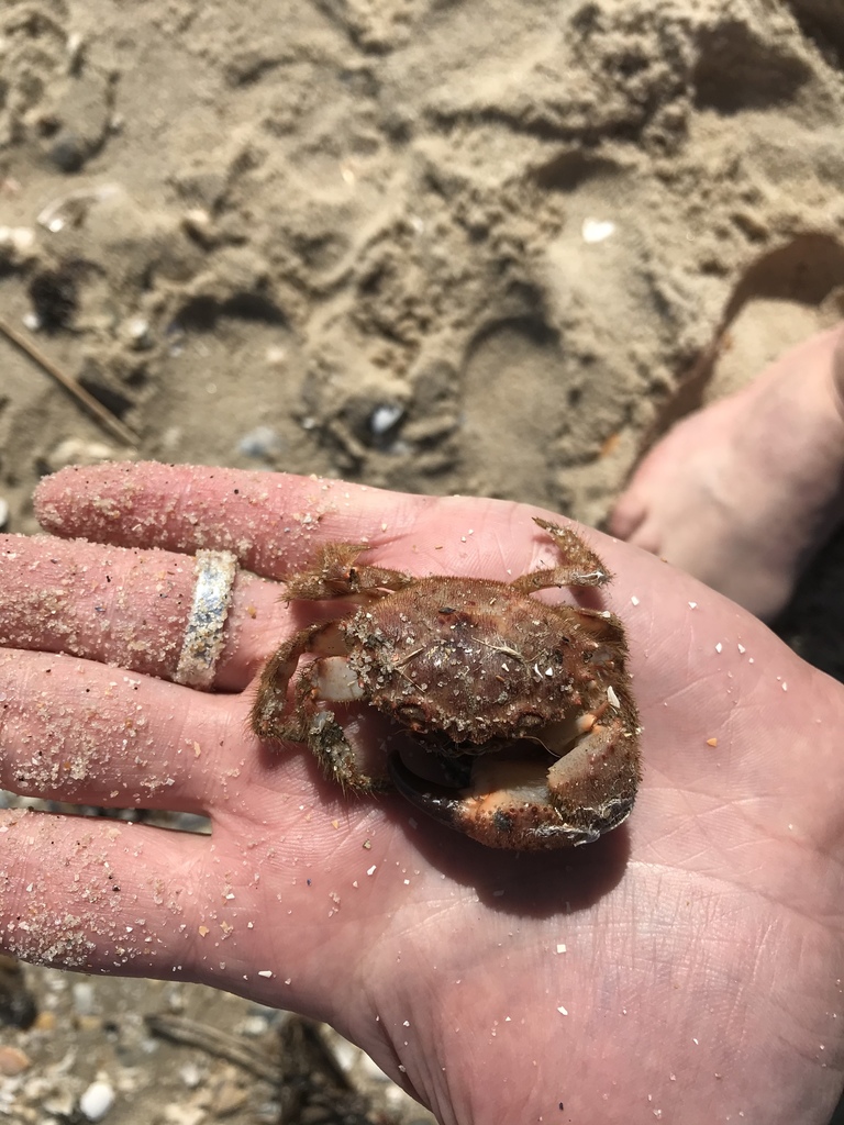 Common hairy crab from Bay Trail, Middle Park, VIC, AU on August 28 ...
