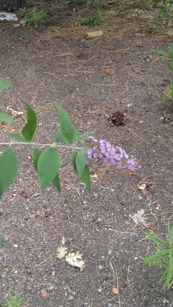 Butterfly bush from Idyllwild Park, Riverside County, US-CA, US on ...