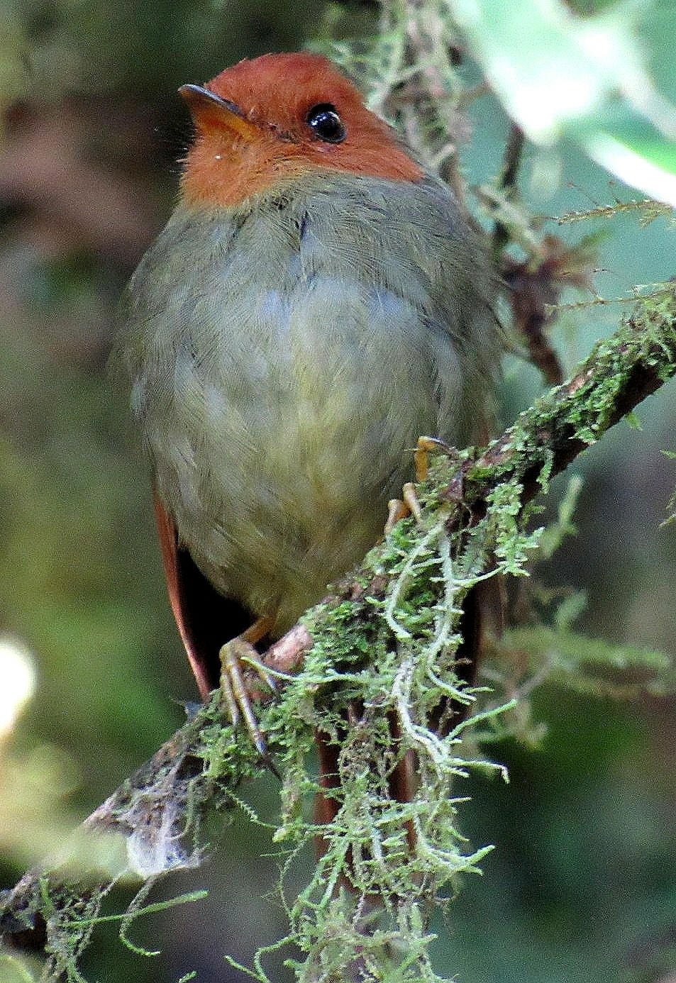 Pseudotriccus ruficeps (Lafresnaye, 1843)