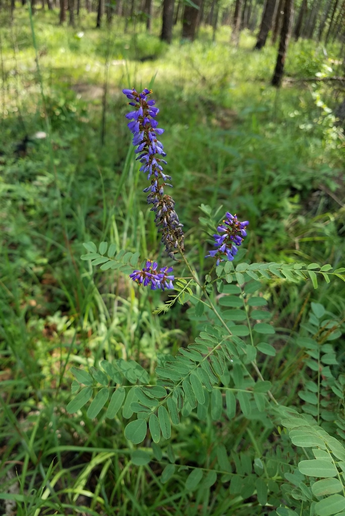 Smooth False Indigo (Amorpha laevigata) - Botanical Realm