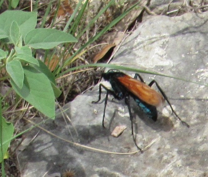 New World Tarantula-hawk Wasps from Gault Archaelogical Site, 3439 FM ...