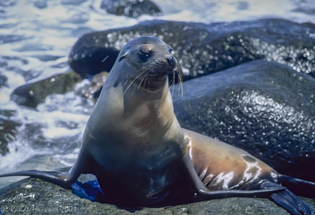 Galápagos Sea Lion in October 2001 by Randy · iNaturalist