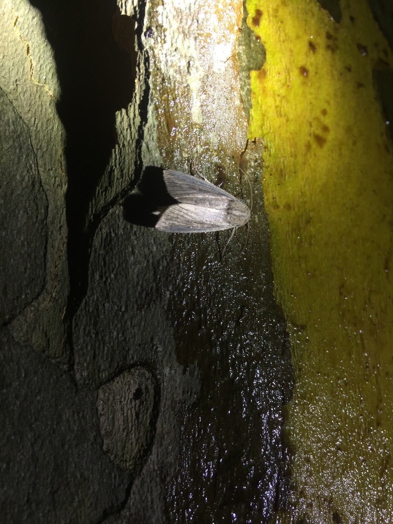 Linen Wainscot Moth from 1183 College Dr, Lewes, DE, US on August 1 ...
