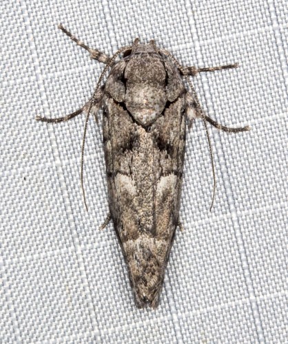 Illidgea aethalodes · iNaturalist