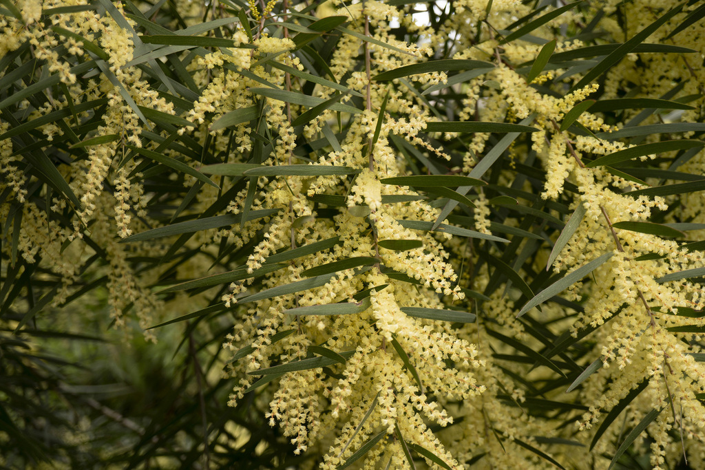 Longleaf Wattle from Melbourne VIC, Australia on September 11, 2020 at ...