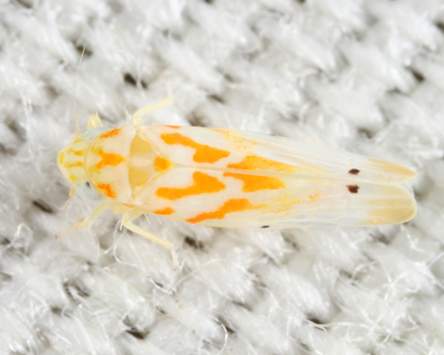 Eratoneura manus · iNaturalist