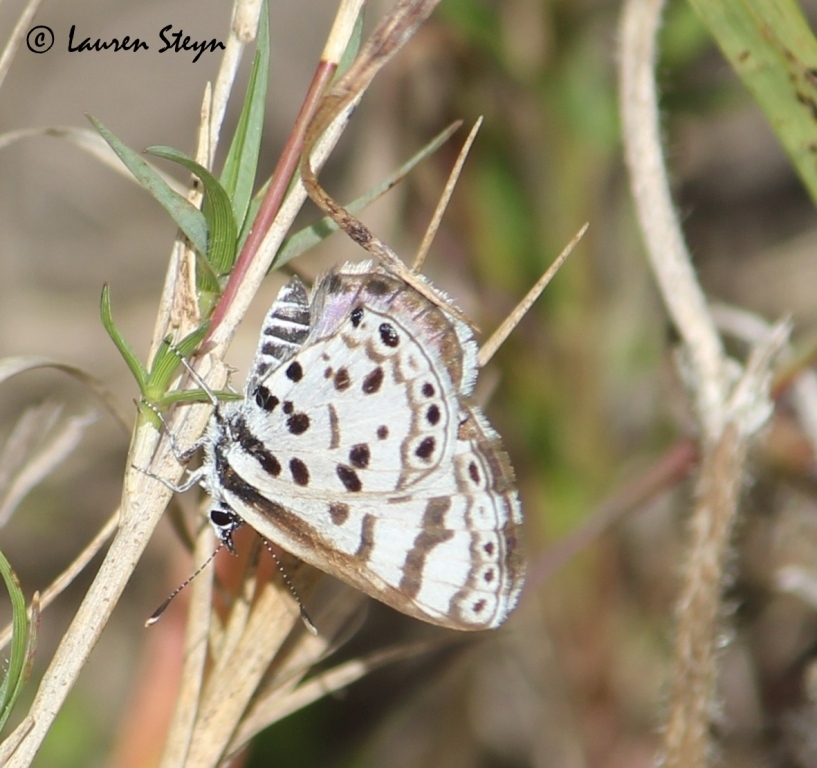 Natal Babul Blue (kruger national Insects) · iNaturalist