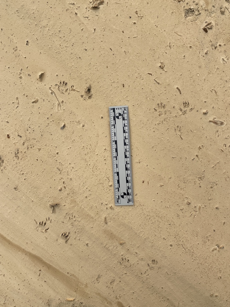 Merriam's Chipmunk in September 2020 by William Terry Hunefeld. Sign ...