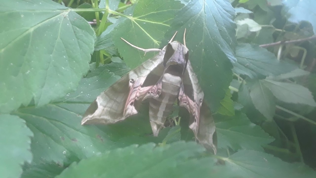 Pandorus Sphinx from Lachine on July 22, 2019 by Renato R. · iNaturalist