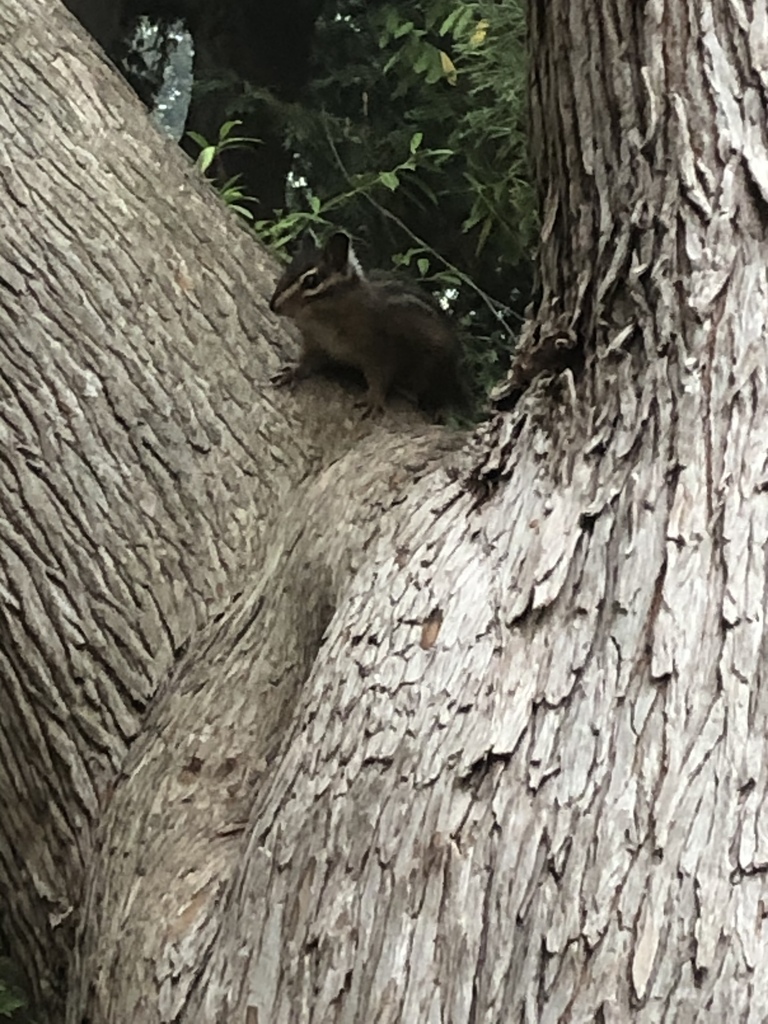 Allen's Chipmunk from Humboldt State University, Arcata, CA, US on ...