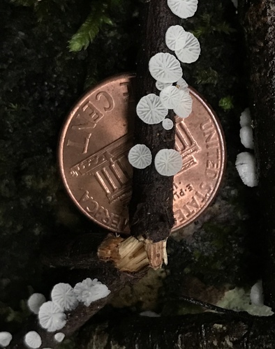 Chaetocalathus liliputianus · iNaturalist
