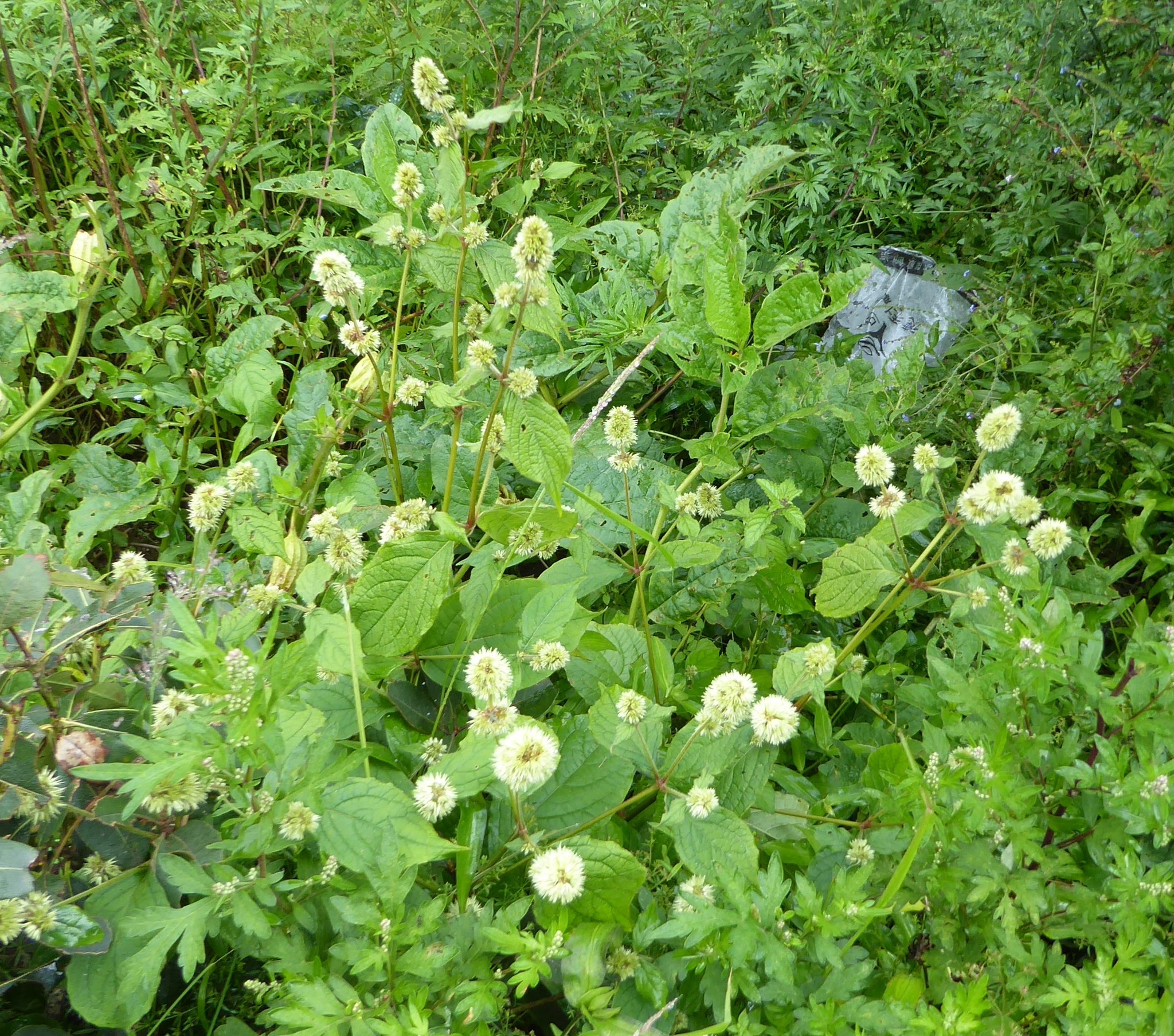 Cyathula capitata Wall. ex Moq.