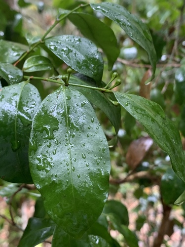 Genus Nectaropetalum · iNaturalist