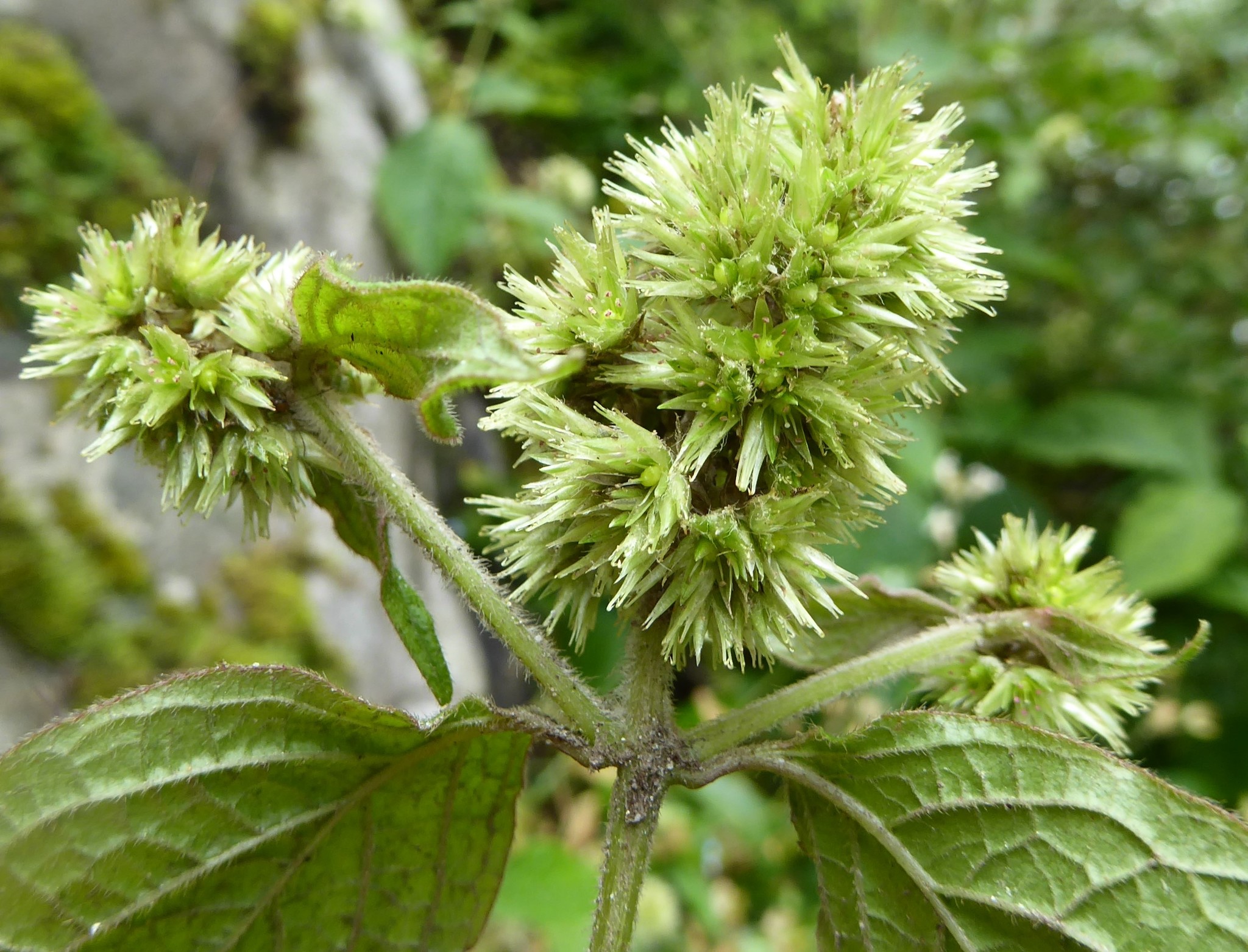 Cyathula capitata Wall. ex Moq.
