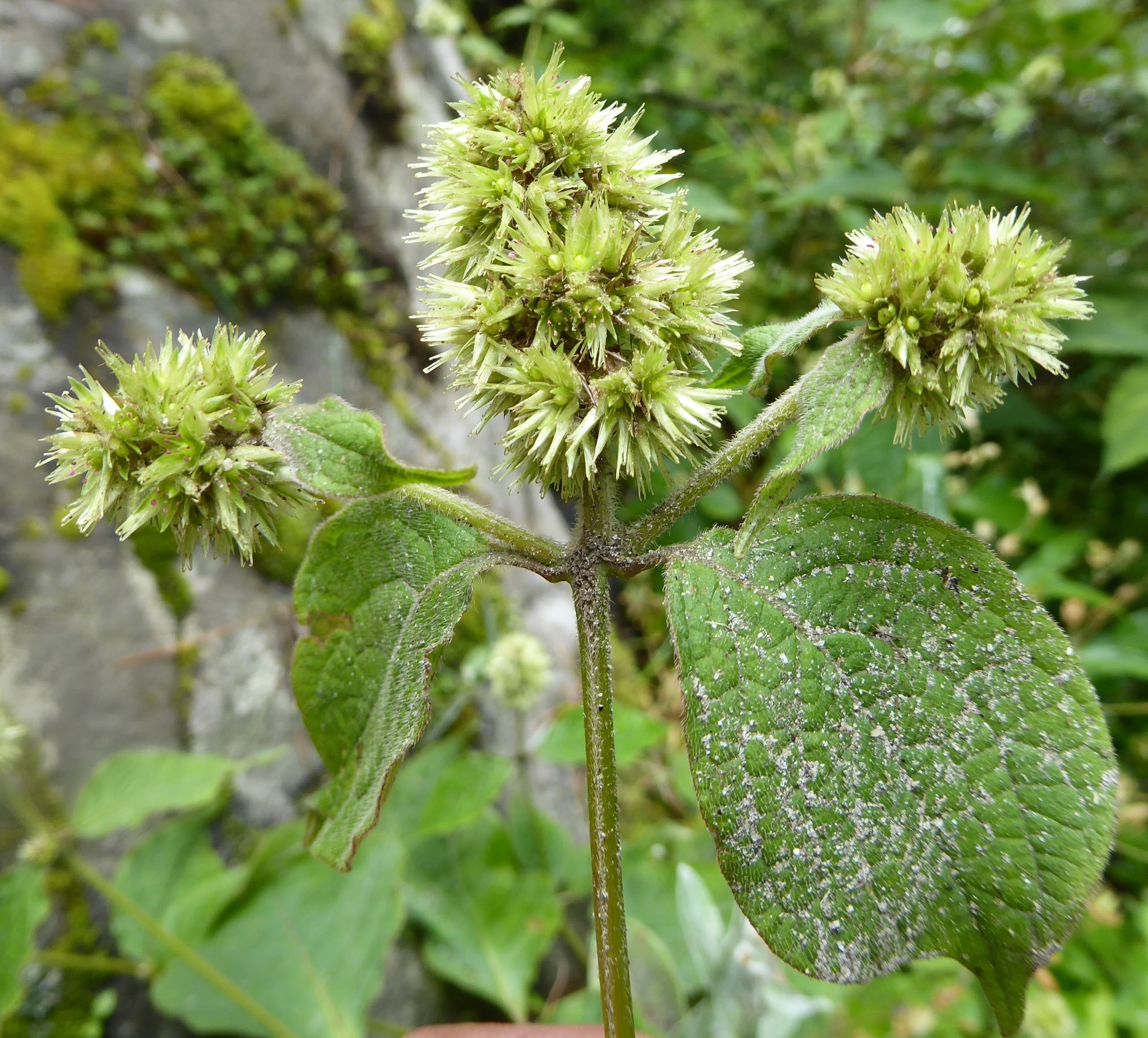 Cyathula capitata Wall. ex Moq.