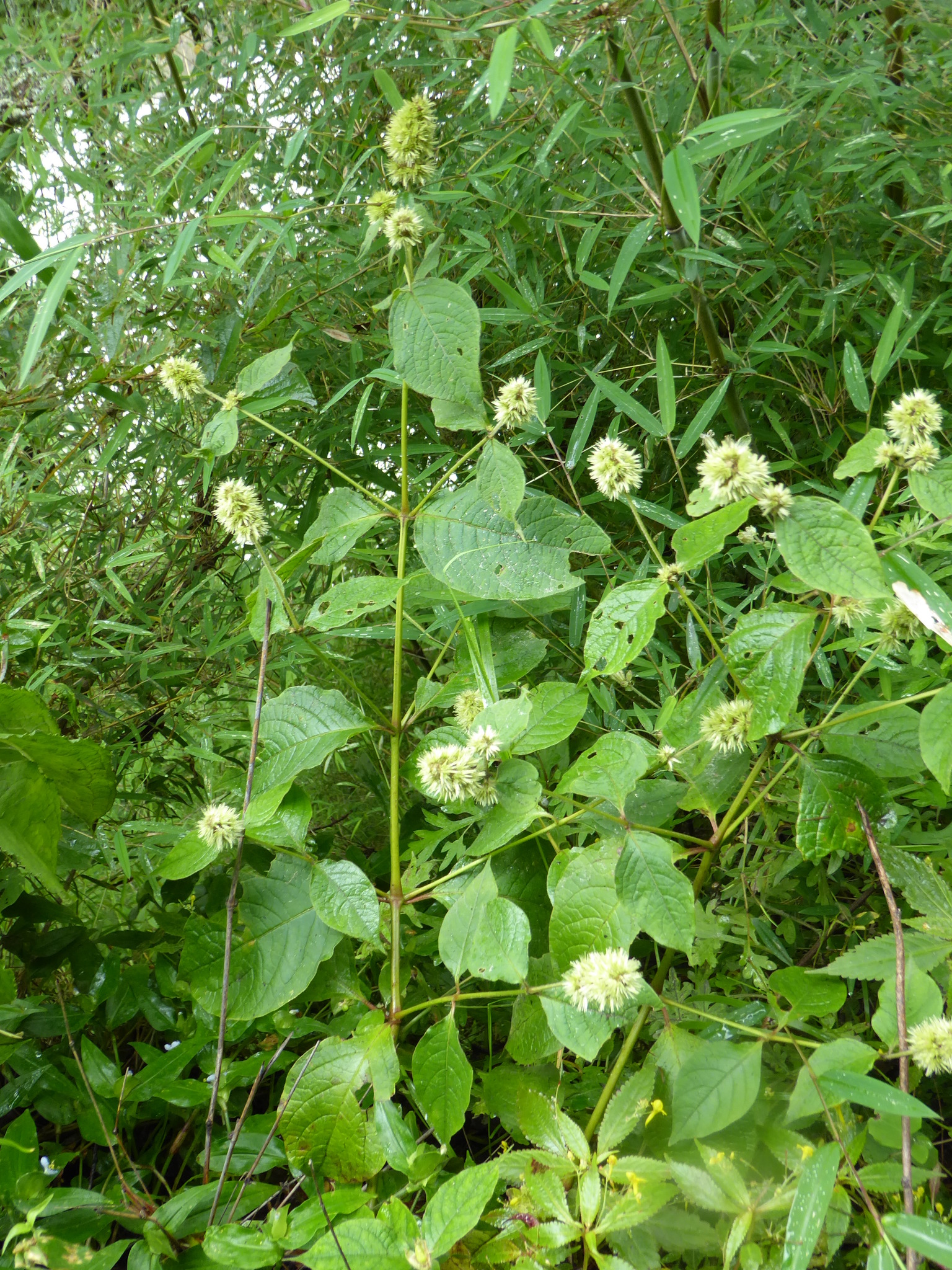 Cyathula capitata Wall. ex Moq.