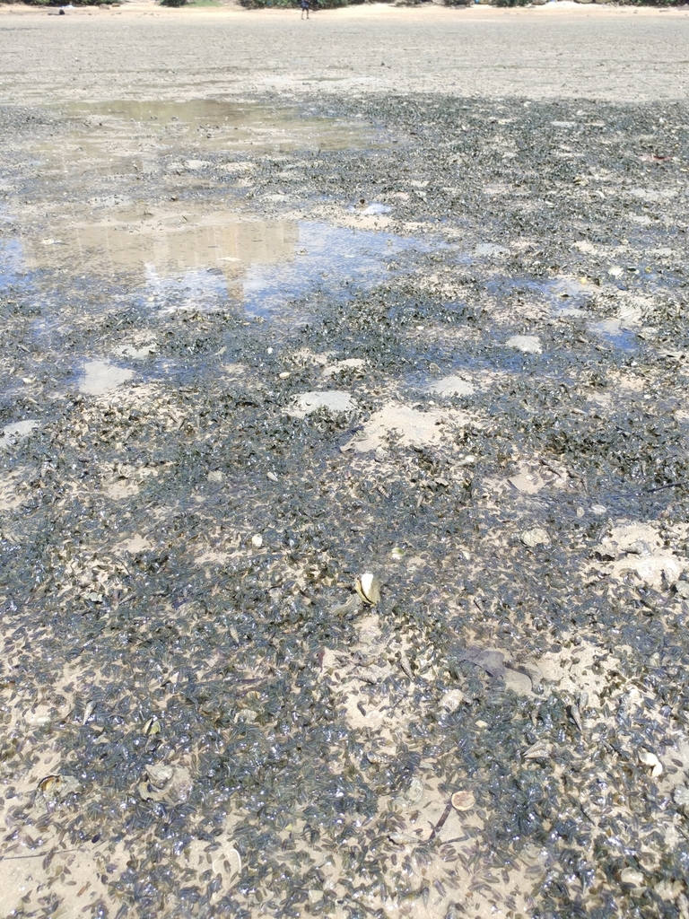 Sea Wrack from Sha Tin, HK on September 12, 2020 at 11:33 AM by gohulee ...