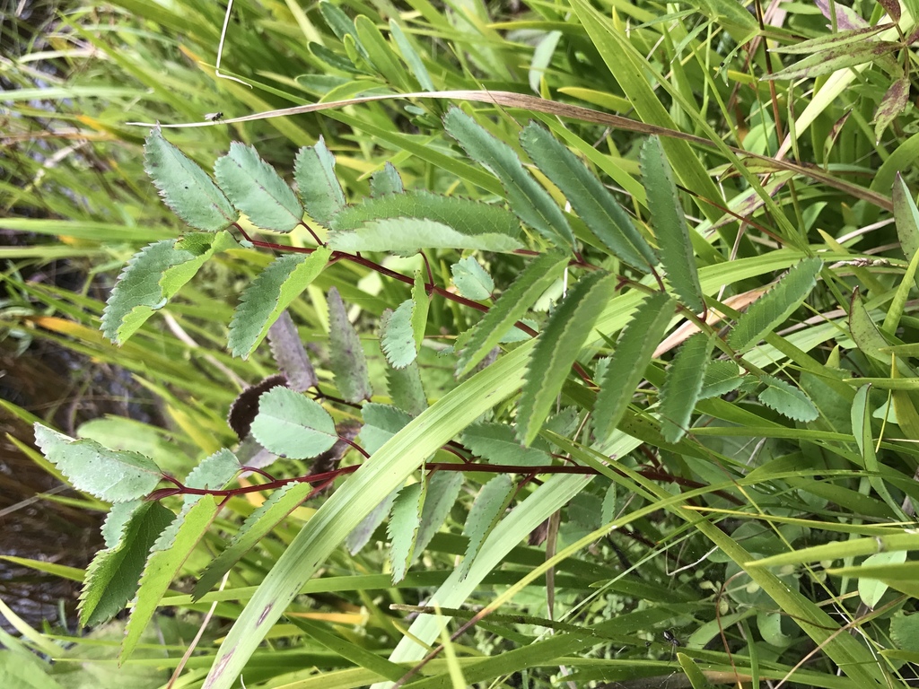 Canadian burnet in August 2017 by Alan Weakley · iNaturalist