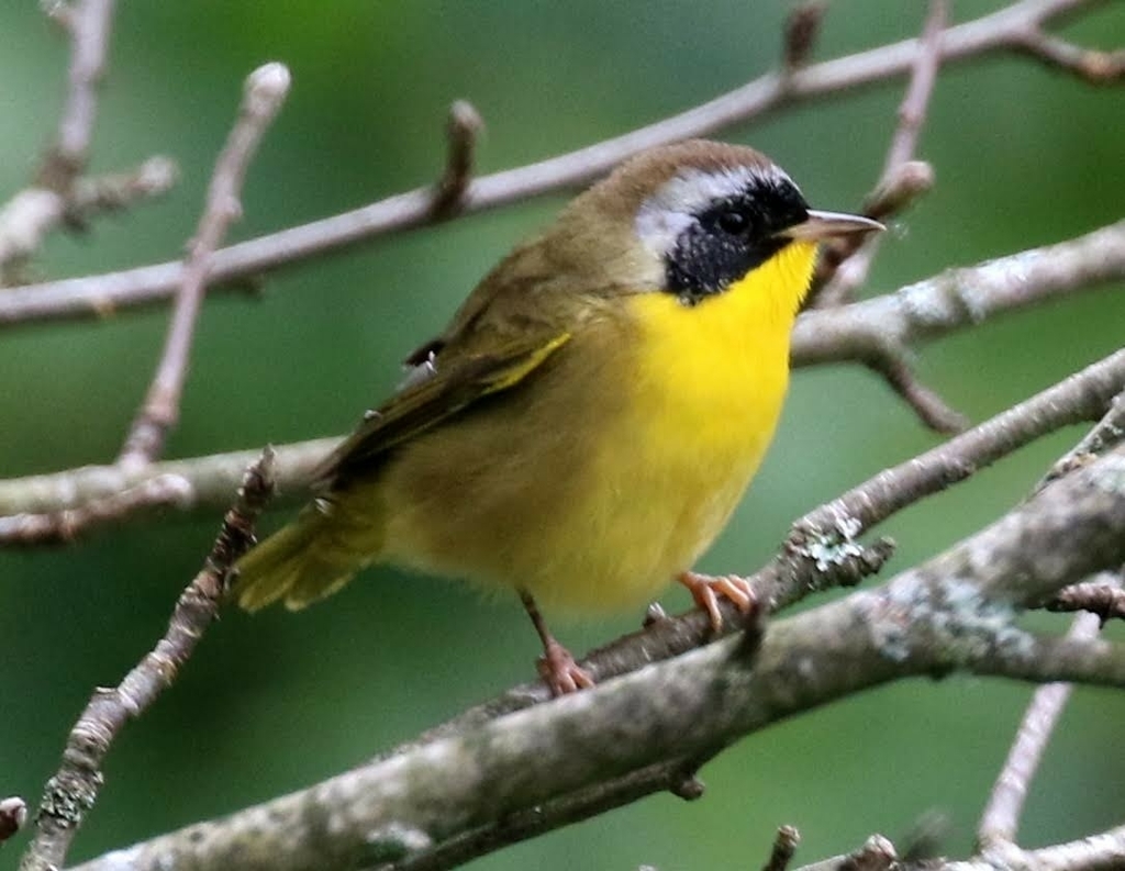 Eastern Yellowthroat (Iowa Bird Species) · iNaturalist