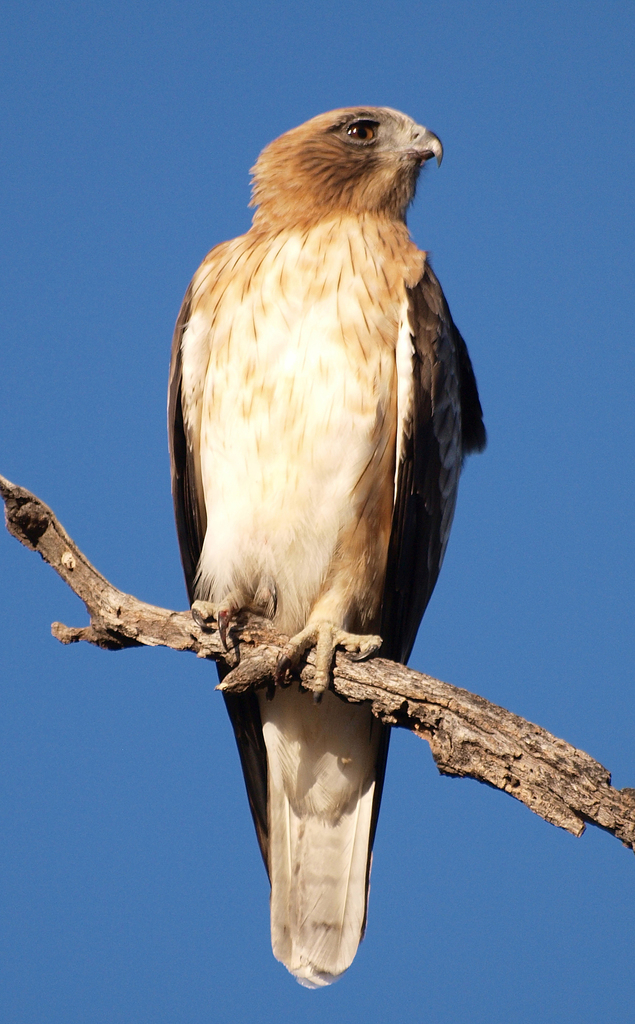 Little Eagle (Hieraaetus morphnoides) - Avian Discovery