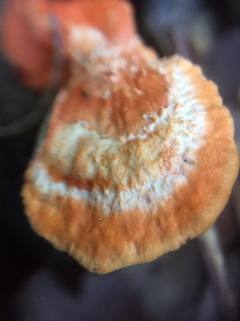 Southern Cinnabar Polypore from Opua Forest, Opua Forest, Northland, NZ ...