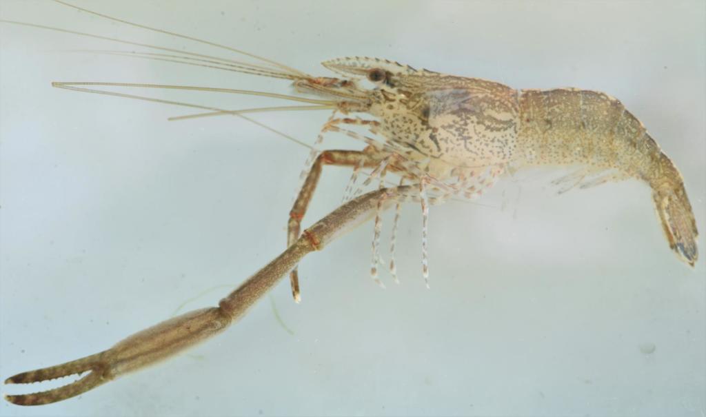Southern River Prawn from Mandini, 4490, South Africa on September 08 ...