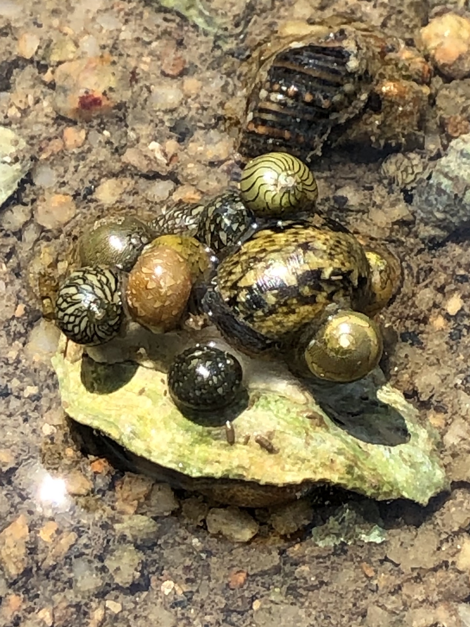 Clithon oualaniense (Lesson, 1831)