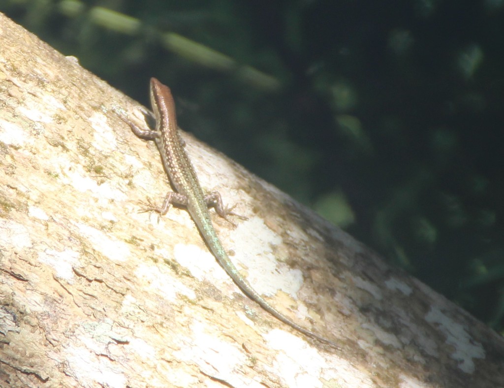Parker's Emo Skink in June 2020 by Mark O'Brien · iNaturalist