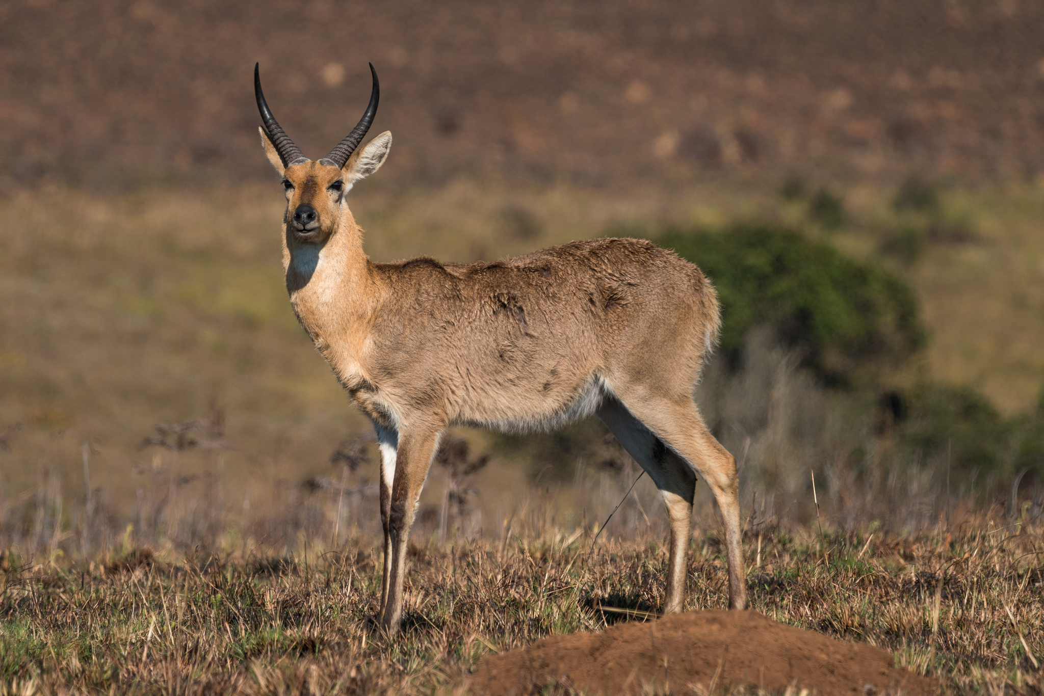 Reedbuck Common