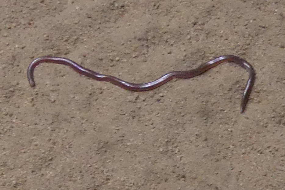 Rena humilis humilis