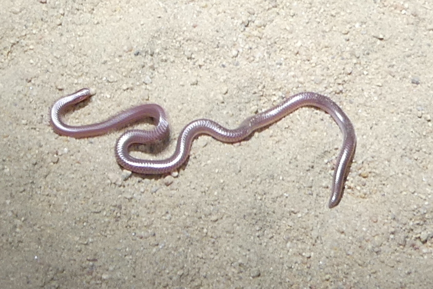 Rena humilis humilis