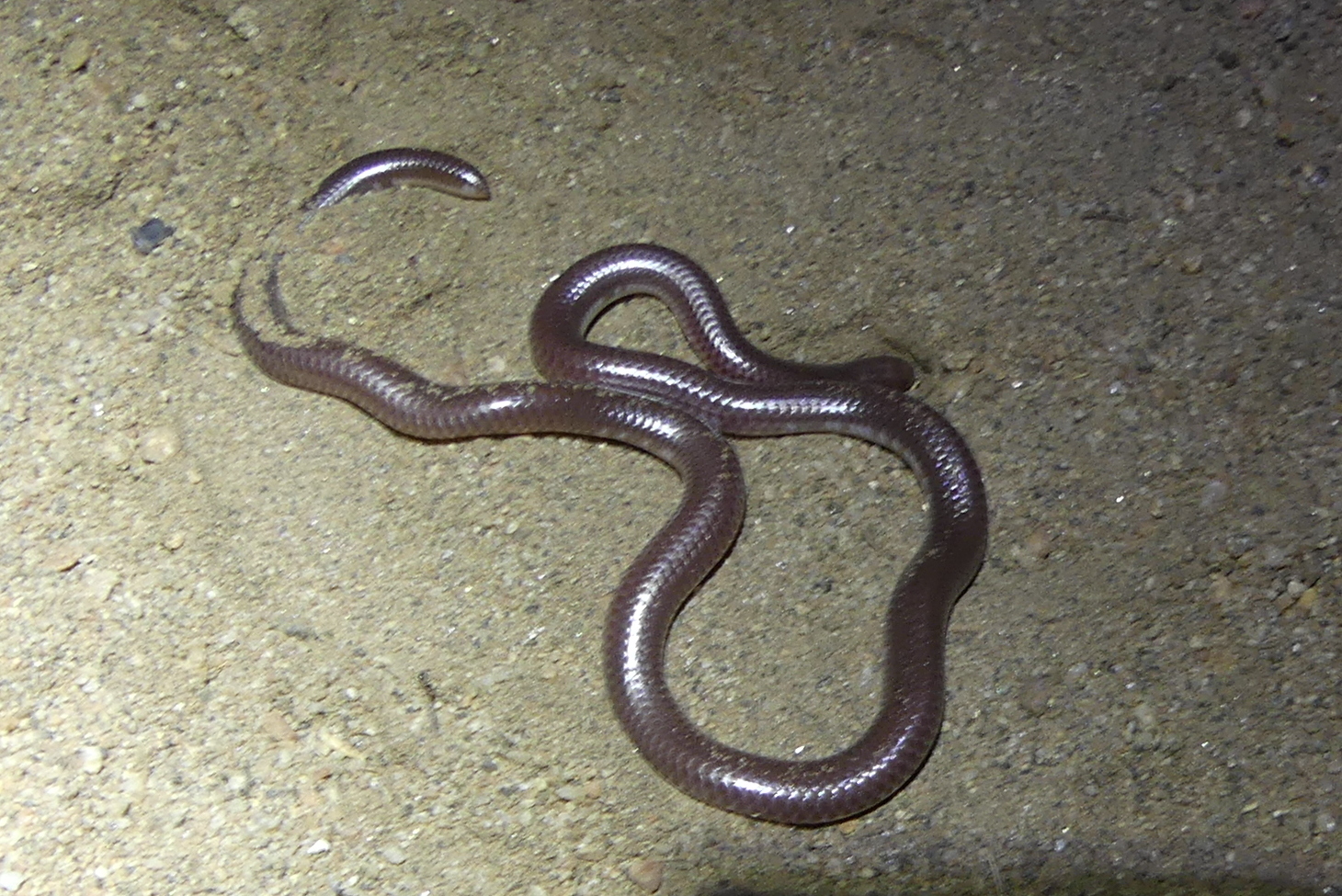 Rena humilis humilis