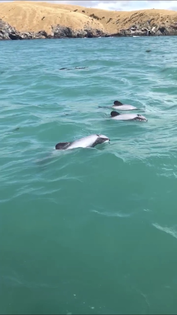 Hector's Dolphin (Hector's) (Cephalorhynchus hectori hectori) - Marine ...