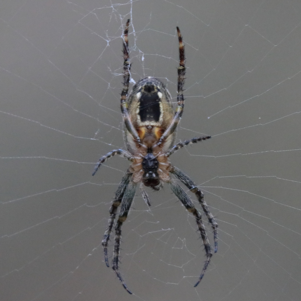 Eastern Bush Orbweaver from Hornsby - South, New South Wales, Australia ...