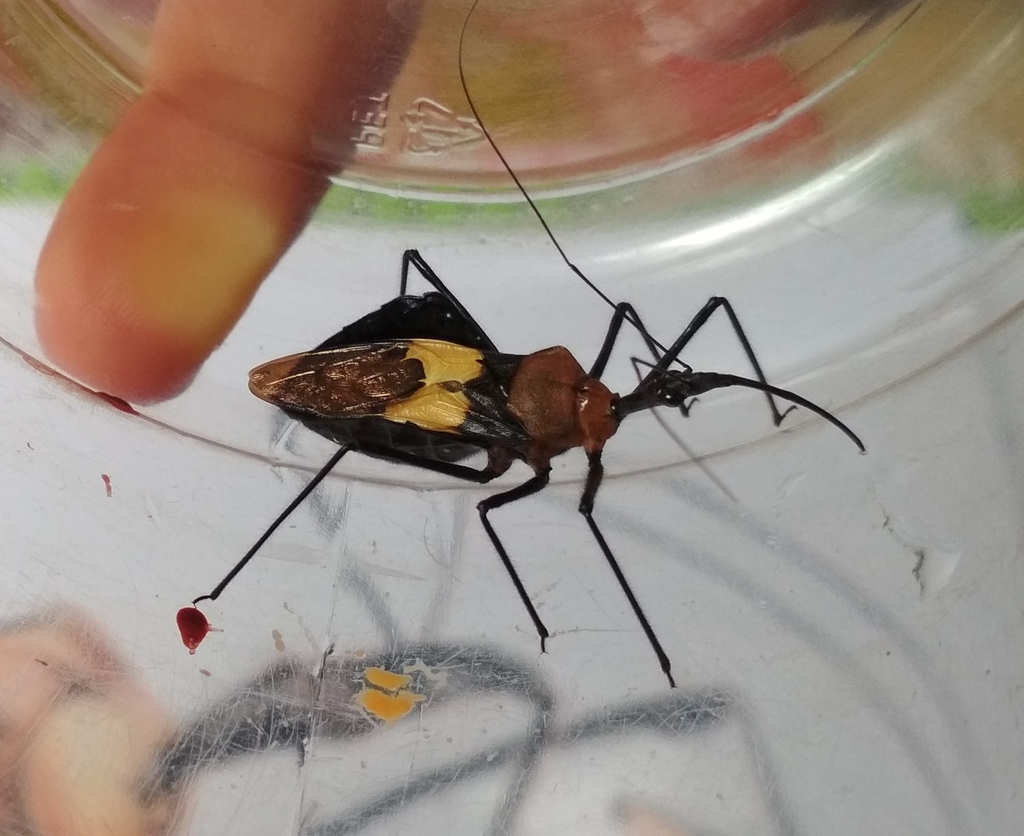 Sycanus villicus from Lộc Bắc, Bảo Lâm, Lâm Đồng, Вьетнам on September ...
