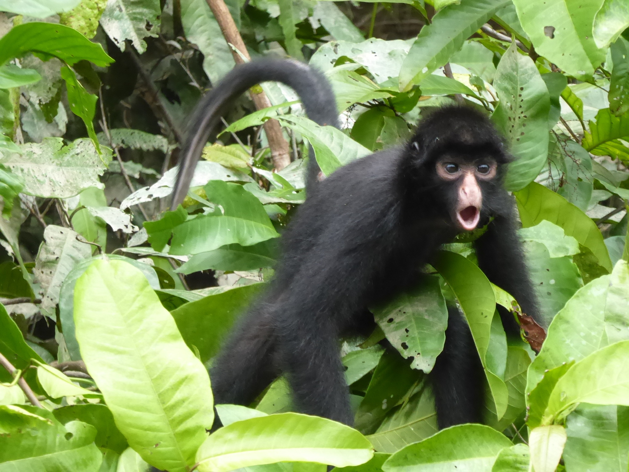 Monos Araña De La Selva Tropical