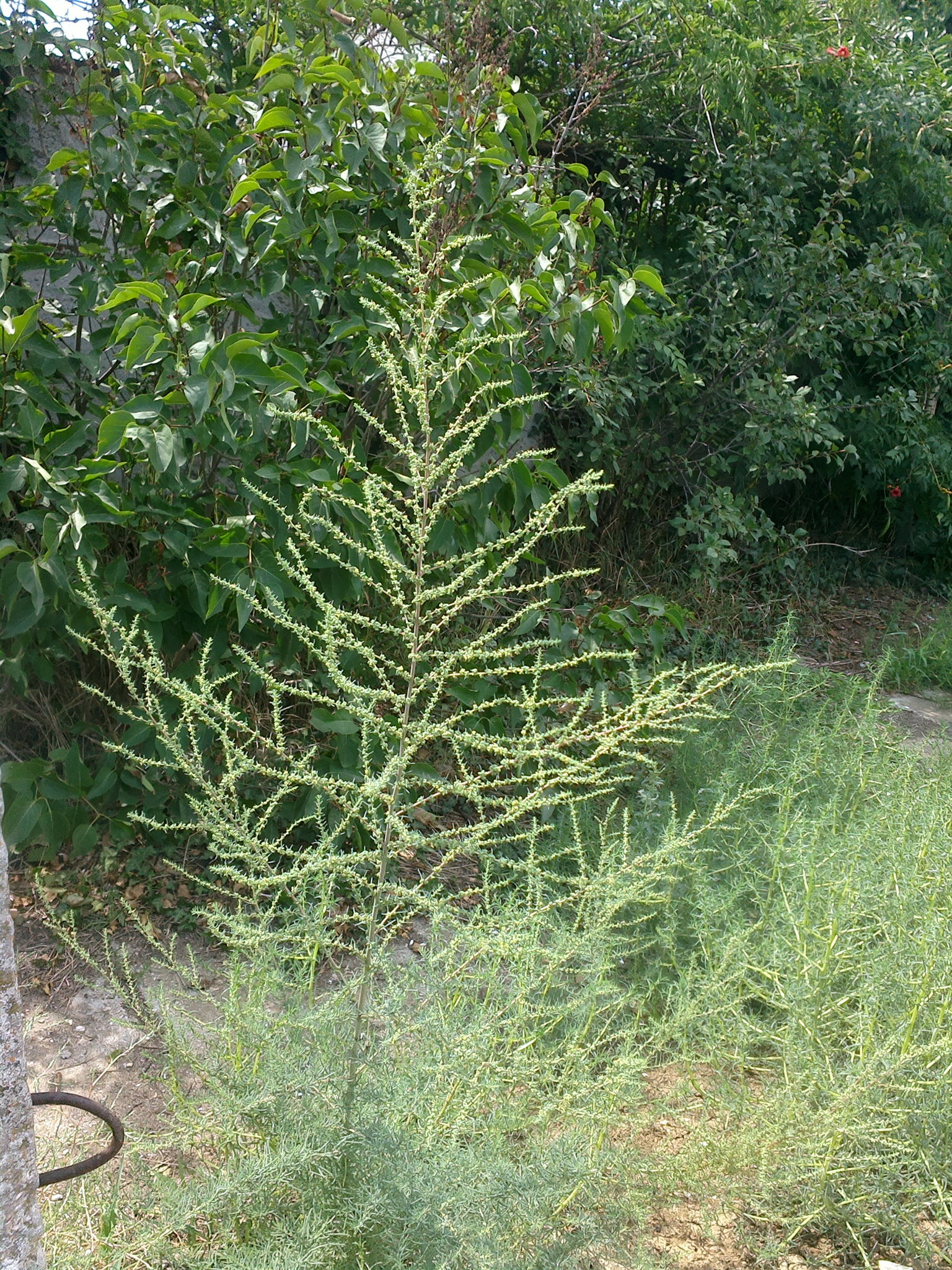 Suaeda altissima (L.) Pall.