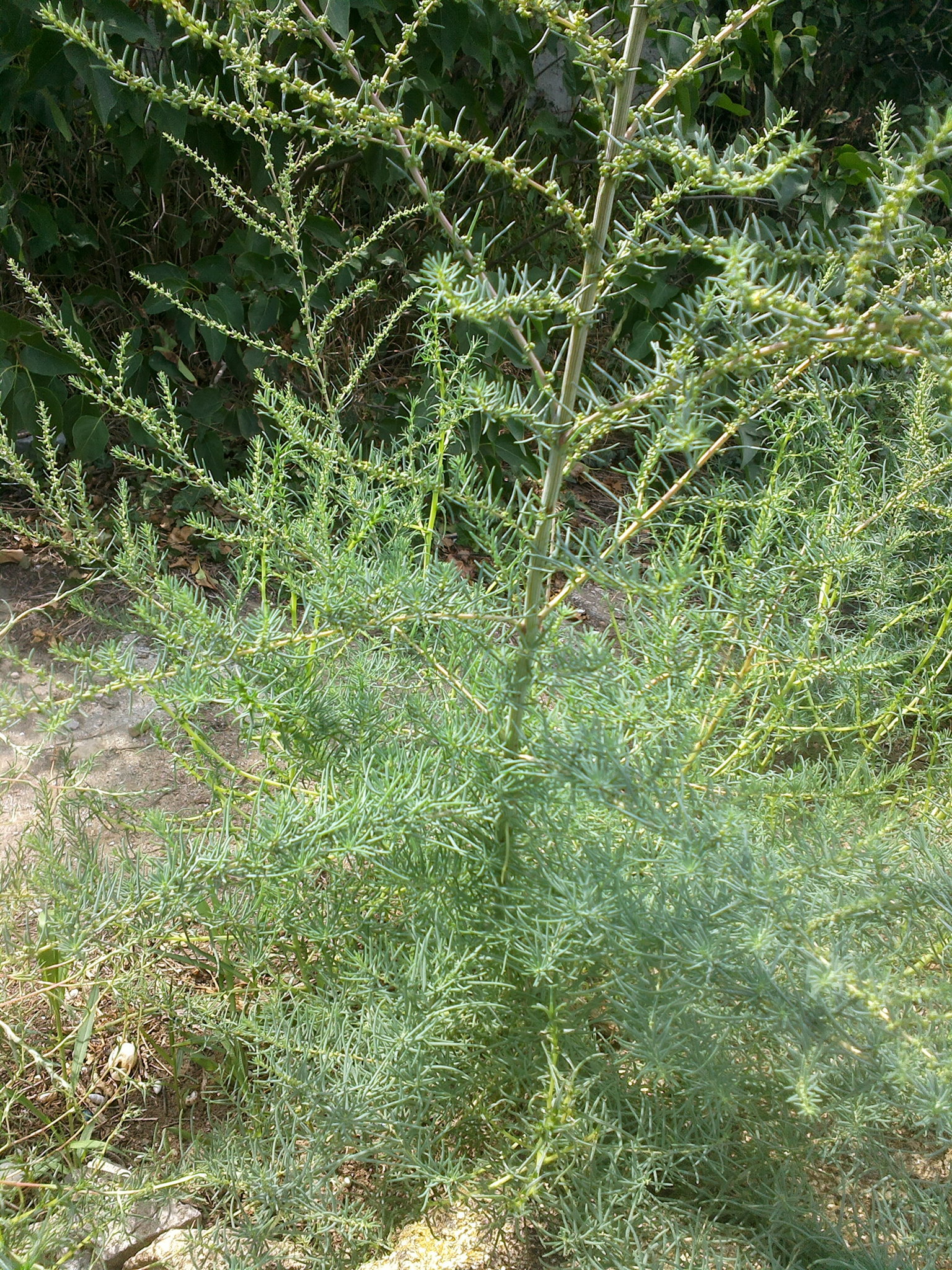 Suaeda altissima (L.) Pall.