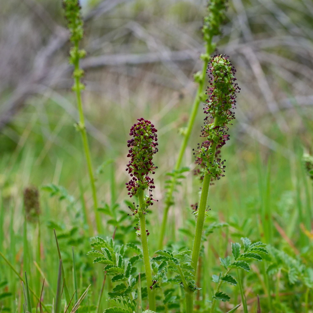 Sheep's Burr from Connewarre VIC 3227, Australia on September 11, 2020 ...