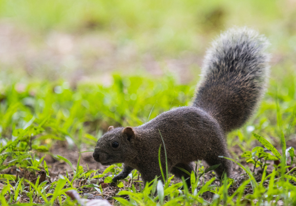 Taiwan Squirrel (Callosciurus erythraeus thaiwanensis) - Know Your Mammals