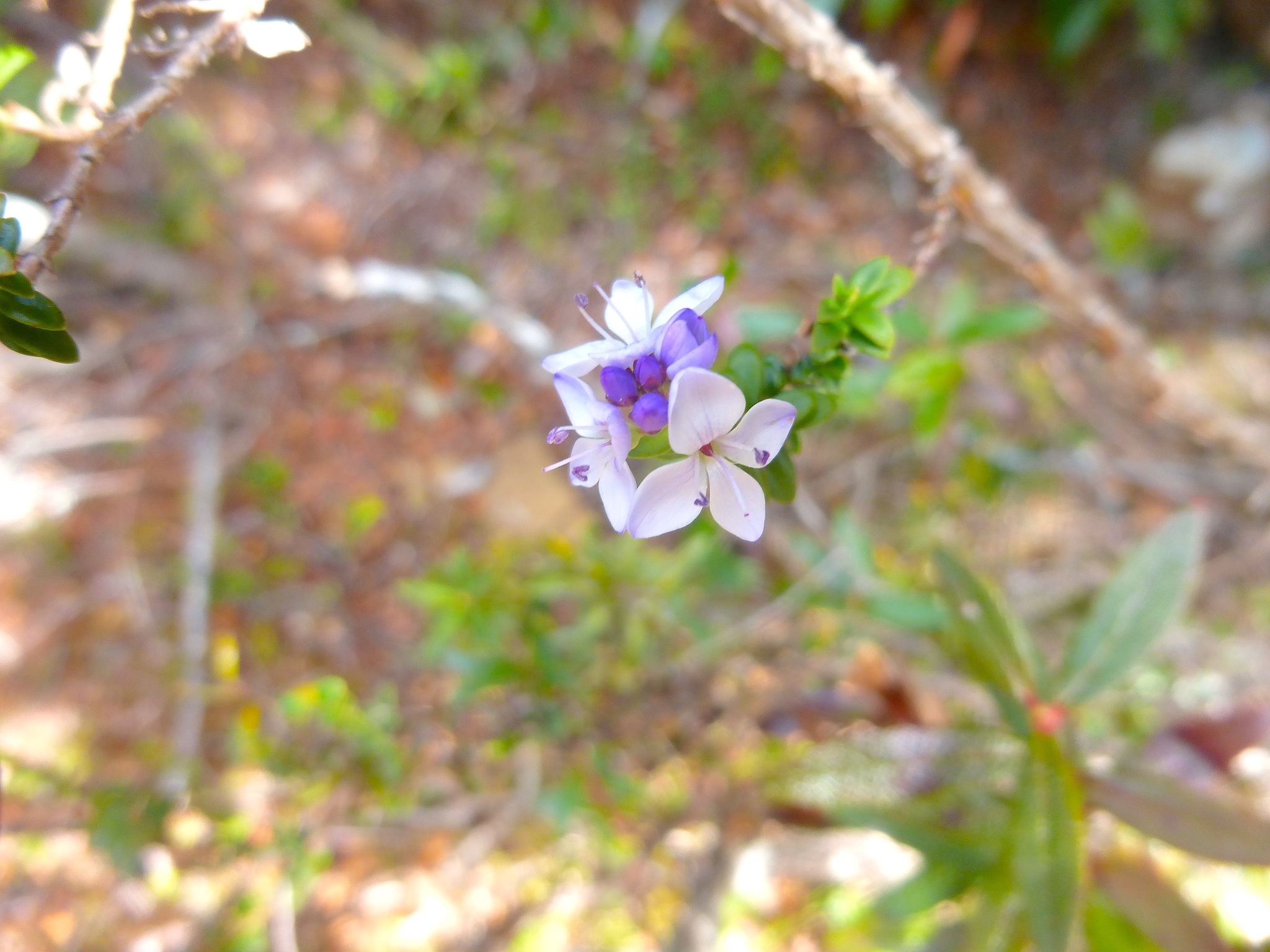Veronica formosa R.Br.