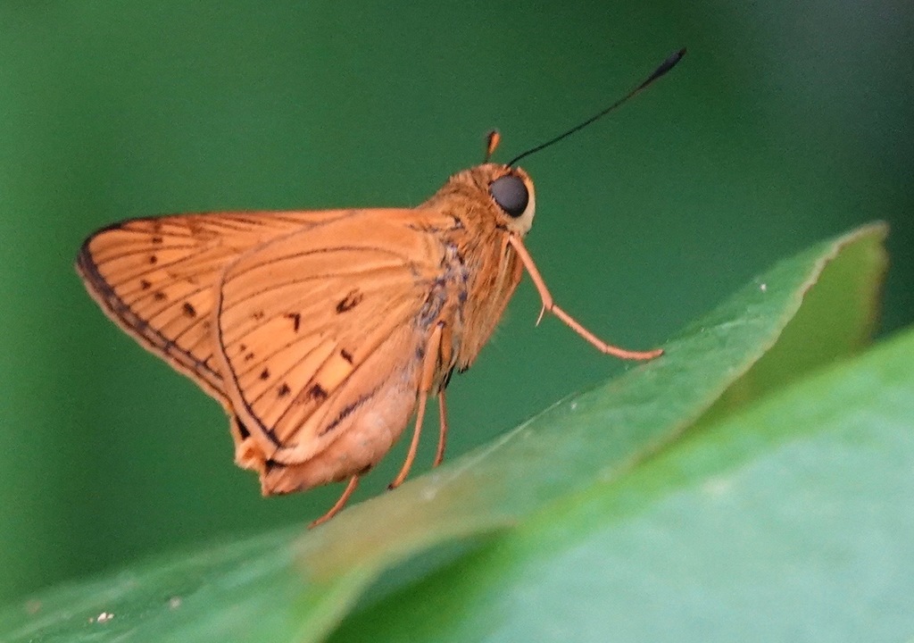Plain Palm-Dart (Butterflies of Hong Kong) · iNaturalist