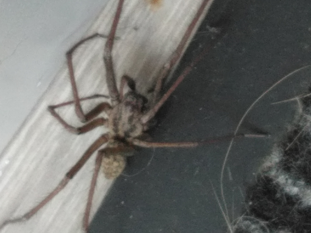 Eratigena from Leicester on September 12, 2020 at 01:14 PM by ...