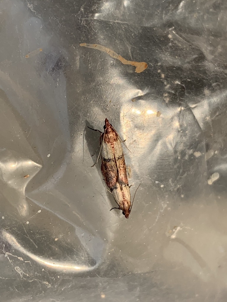 Indian-Meal Moth in September 2020 by Jennifer Kuehn · iNaturalist