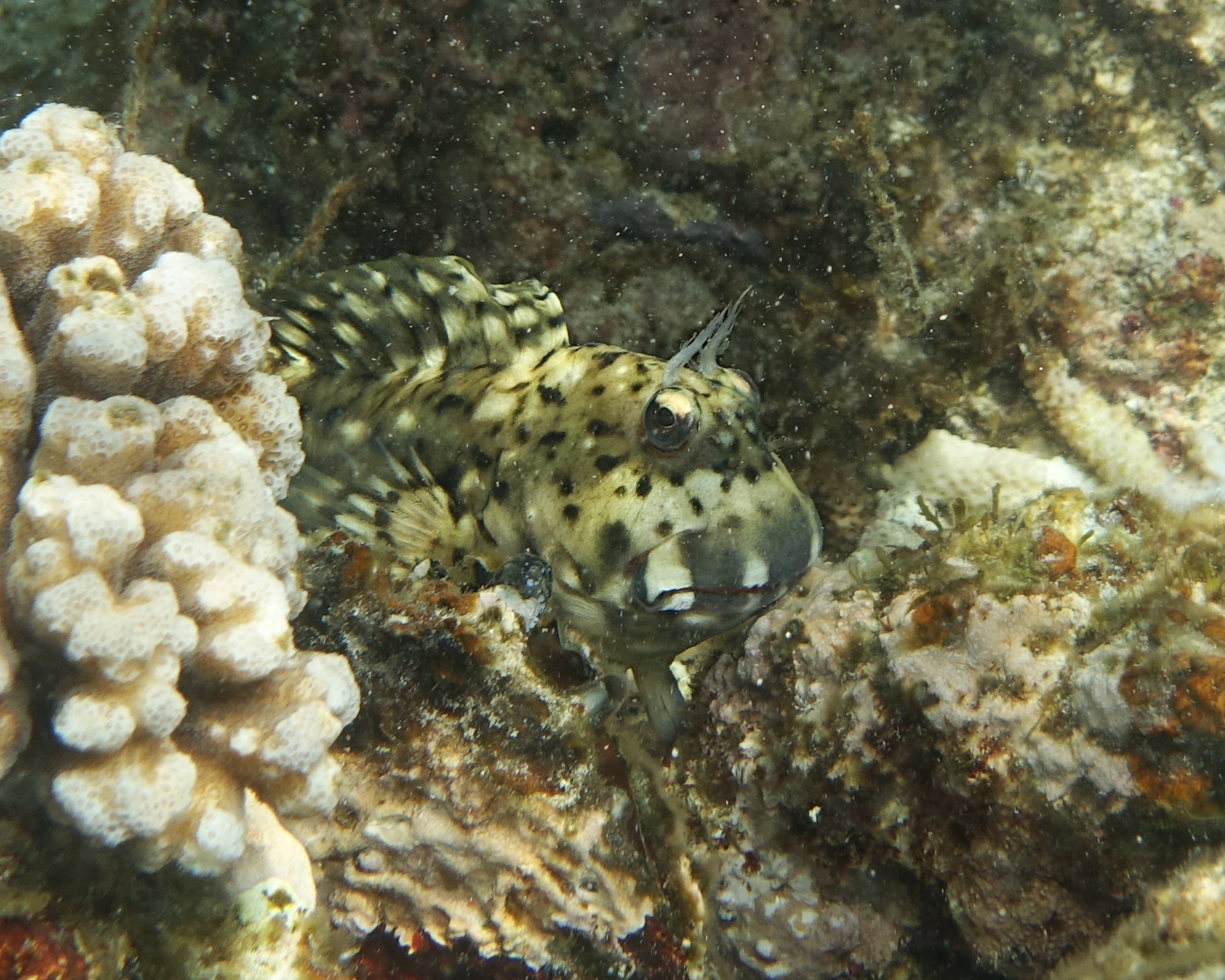 Entomacrodus decussatus (Bleeker, 1858)