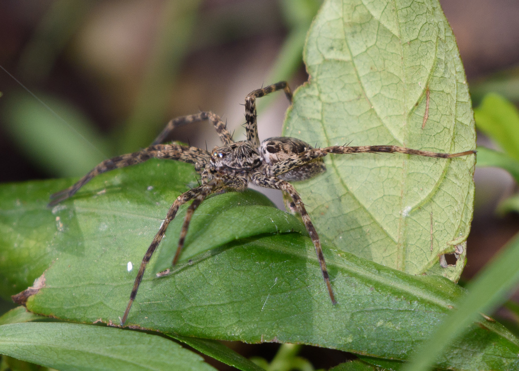 Banded Fishing Spider in August 2017 by Tracey Fandre · iNaturalist