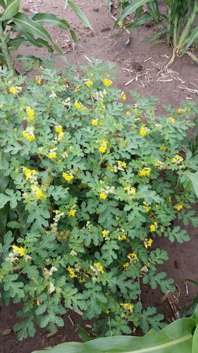 Photo 9477054, (c) Brandon Hein, some rights reserved (CC BY-NC ...