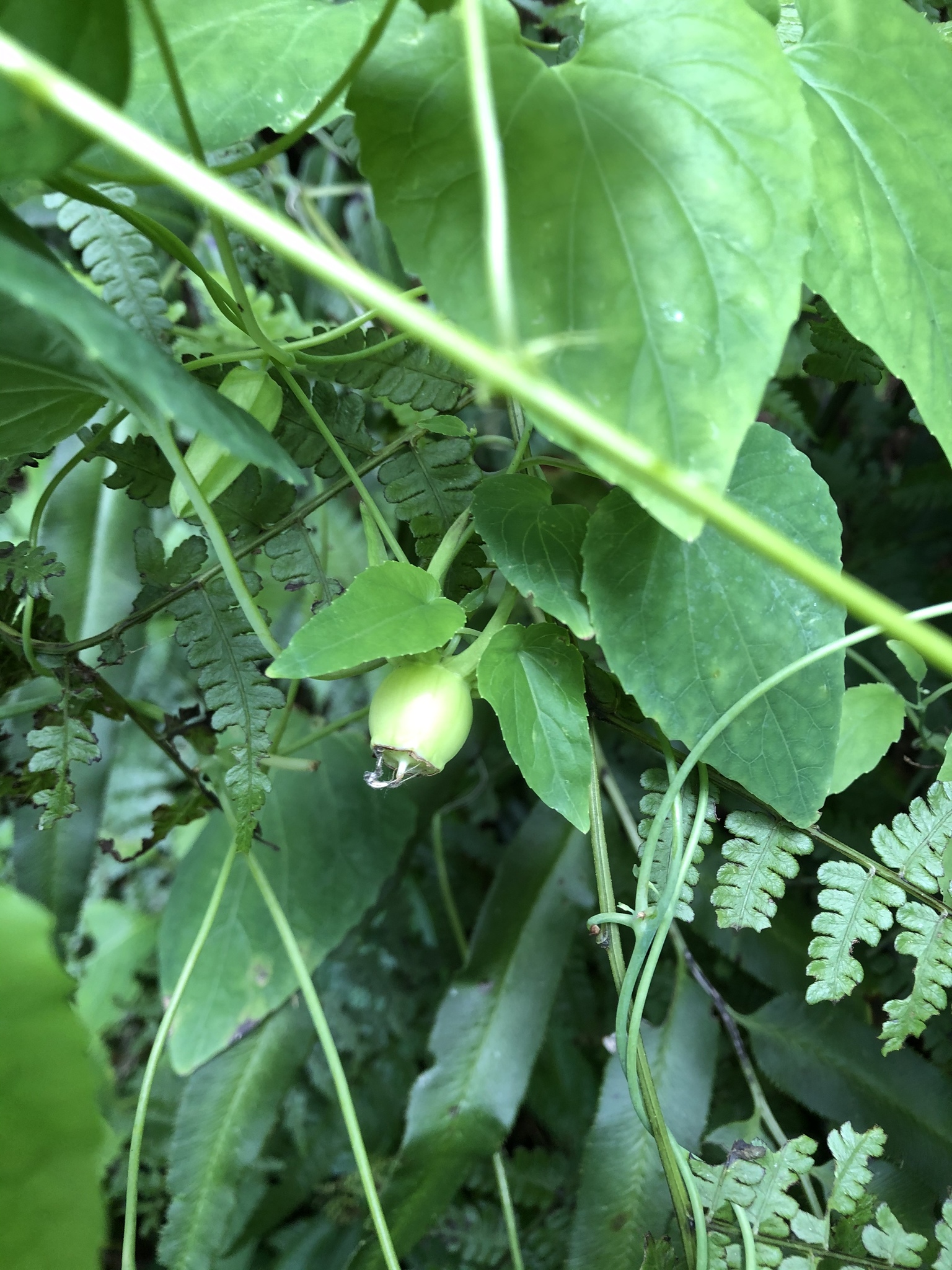 Codonopsis javanica (Blume) Hook.f. & Thomson