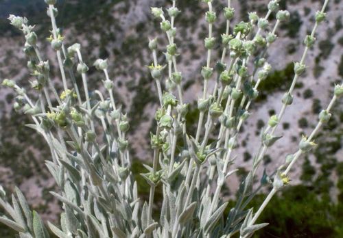 Sideritis sipylea · iNaturalist